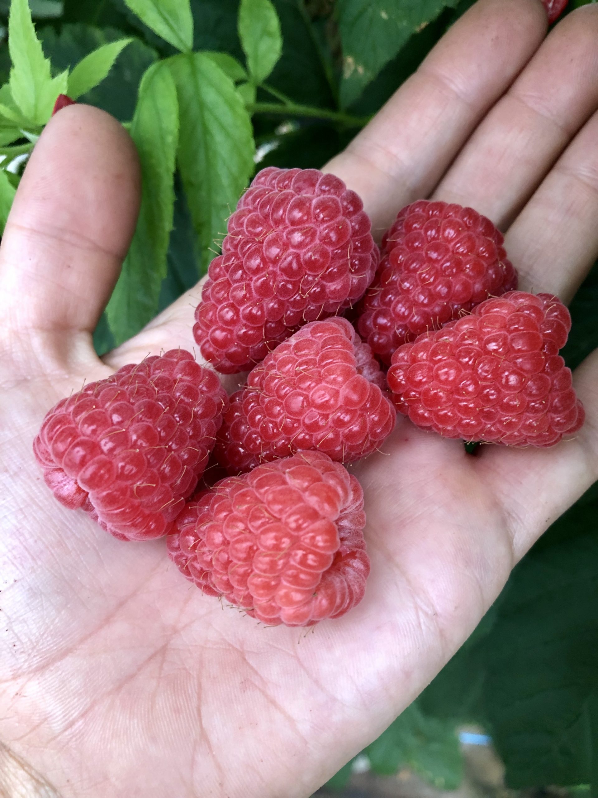 Galeria – SevenBerries