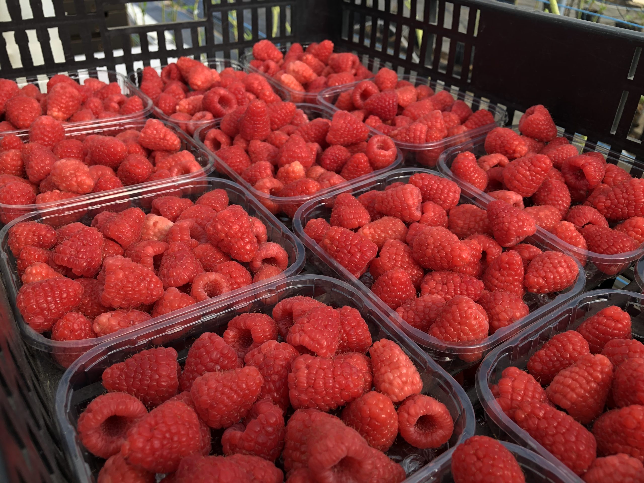 Galeria – SevenBerries